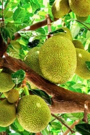 A Simple Guide to Jackfruit Plus 6 Delicious Recipes