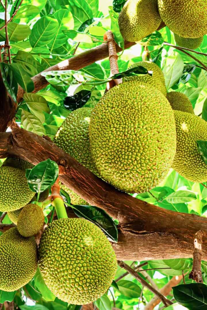 Vegan Jackfruit Quesadillas